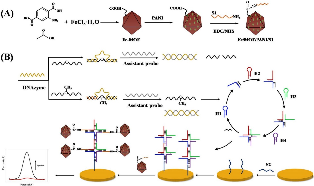 张家林课题组在DNA甲基化超灵敏MOFs电化学生物传感器领域取得新进展-化学化工学院